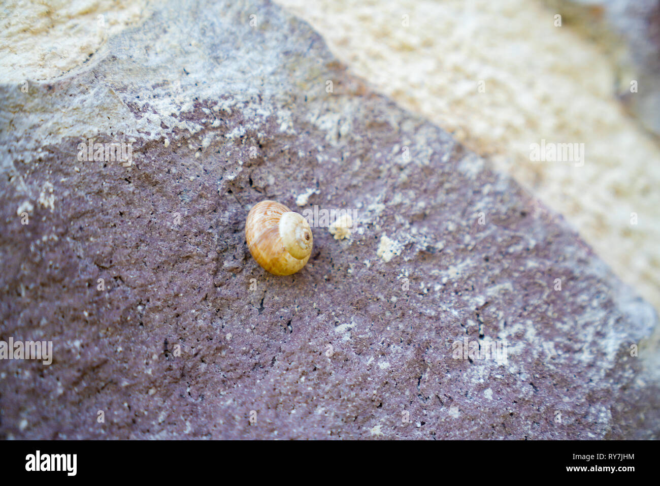 snail standing on the rock Stock Photo - Alamy