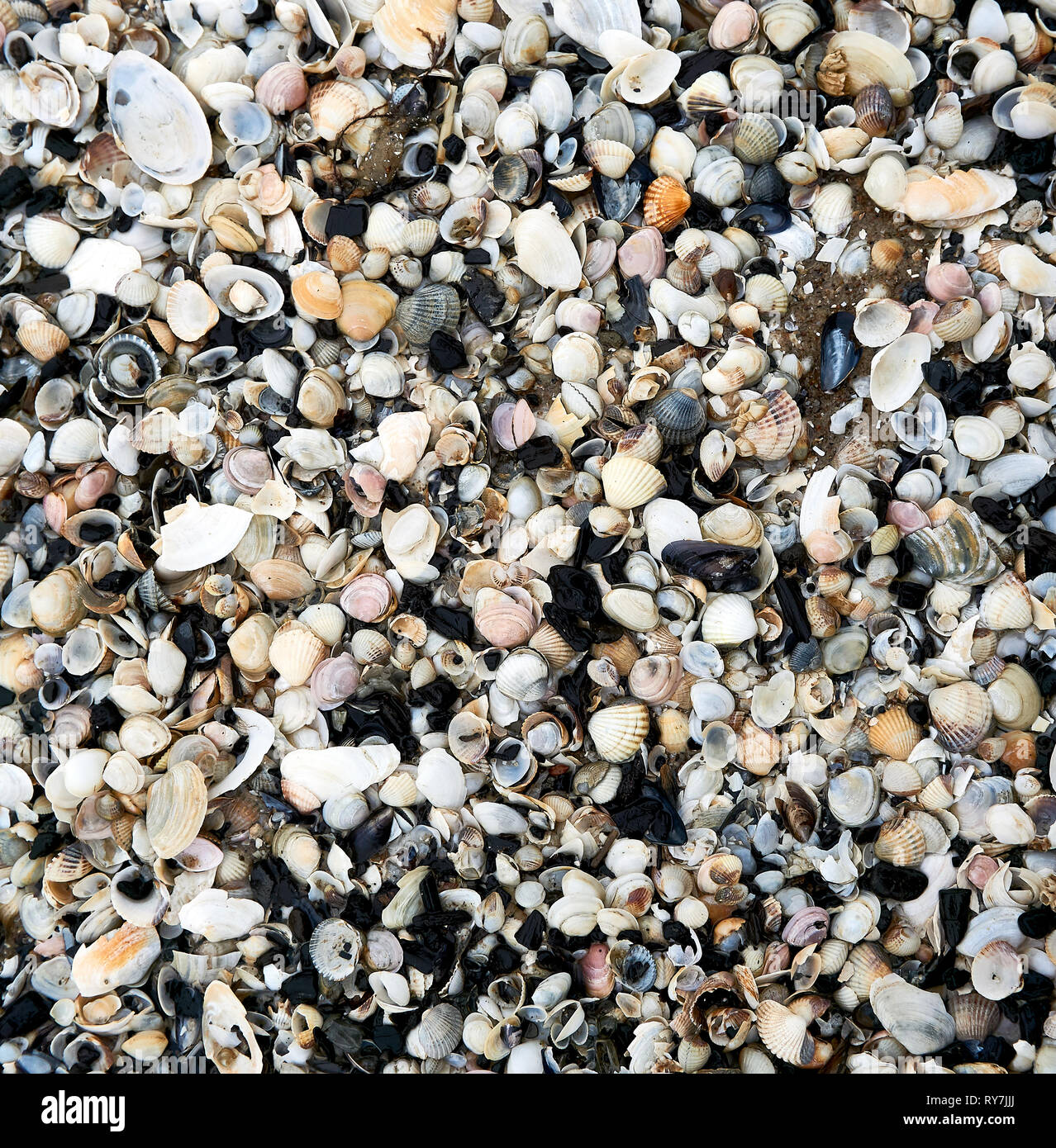 group of white sea shells on beach Stock Photo - Alamy