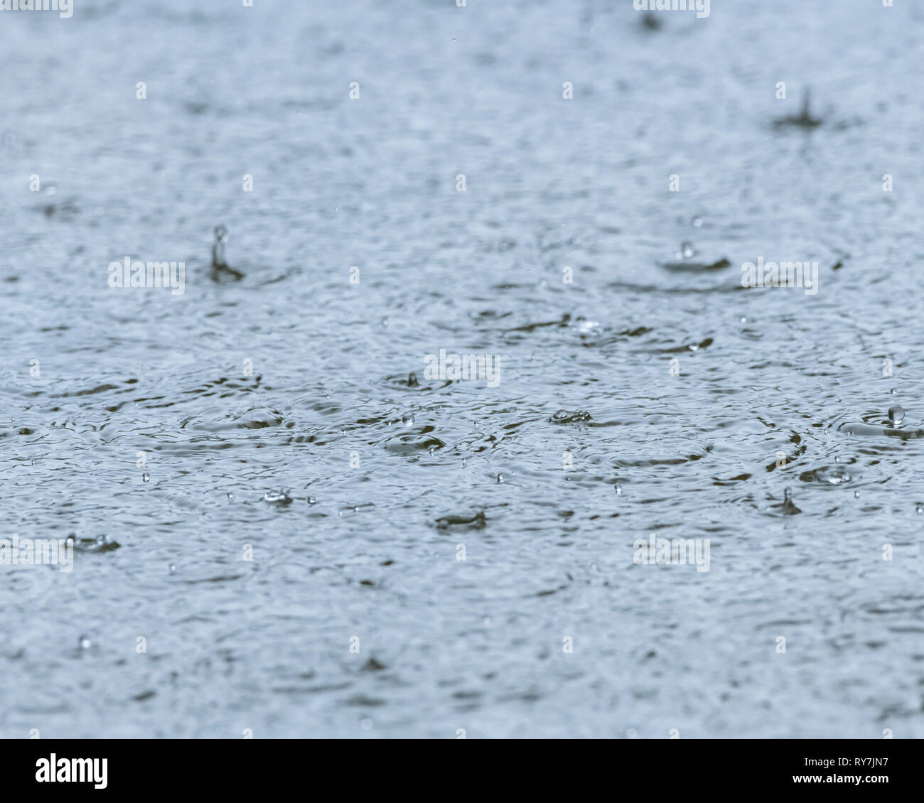 Raindrops falling on the waters of the River Fowey at Lostwithiel ...