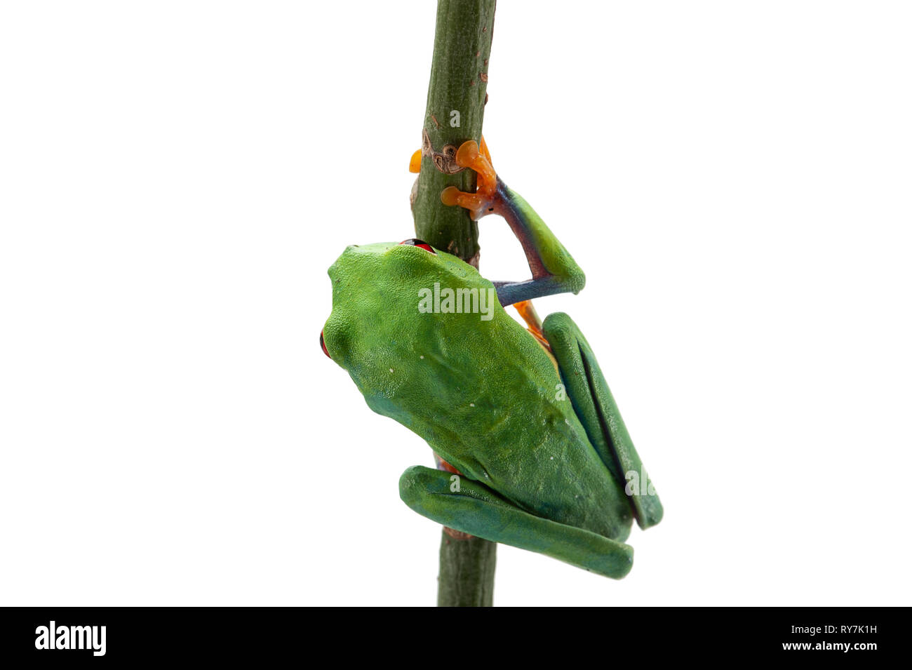 Red eyed tree frog isolated on white background Stock Photo - Alamy
