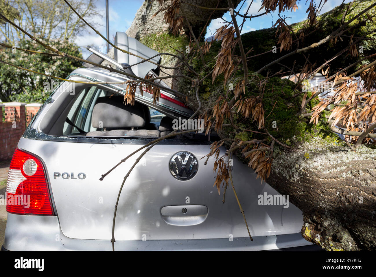 Poplar london street tree hi-res stock photography and images - Alamy