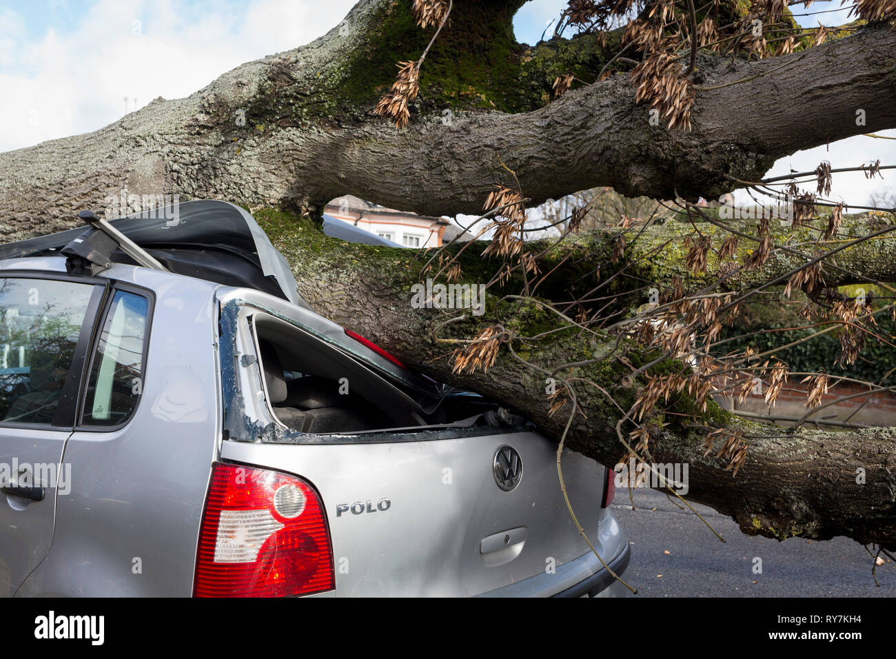 Tree fallen on a parked car hi-res stock photography and images - Alamy