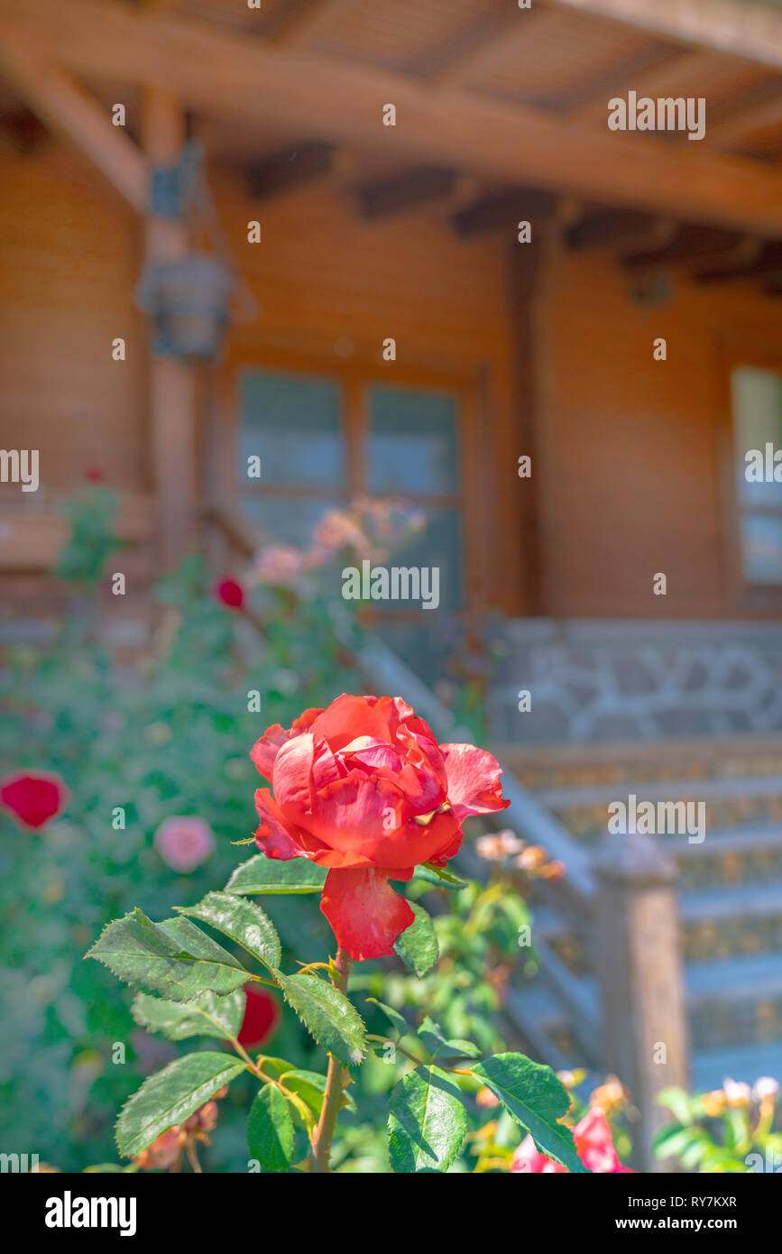 beautiful rose standing in the garden Stock Photo - Alamy