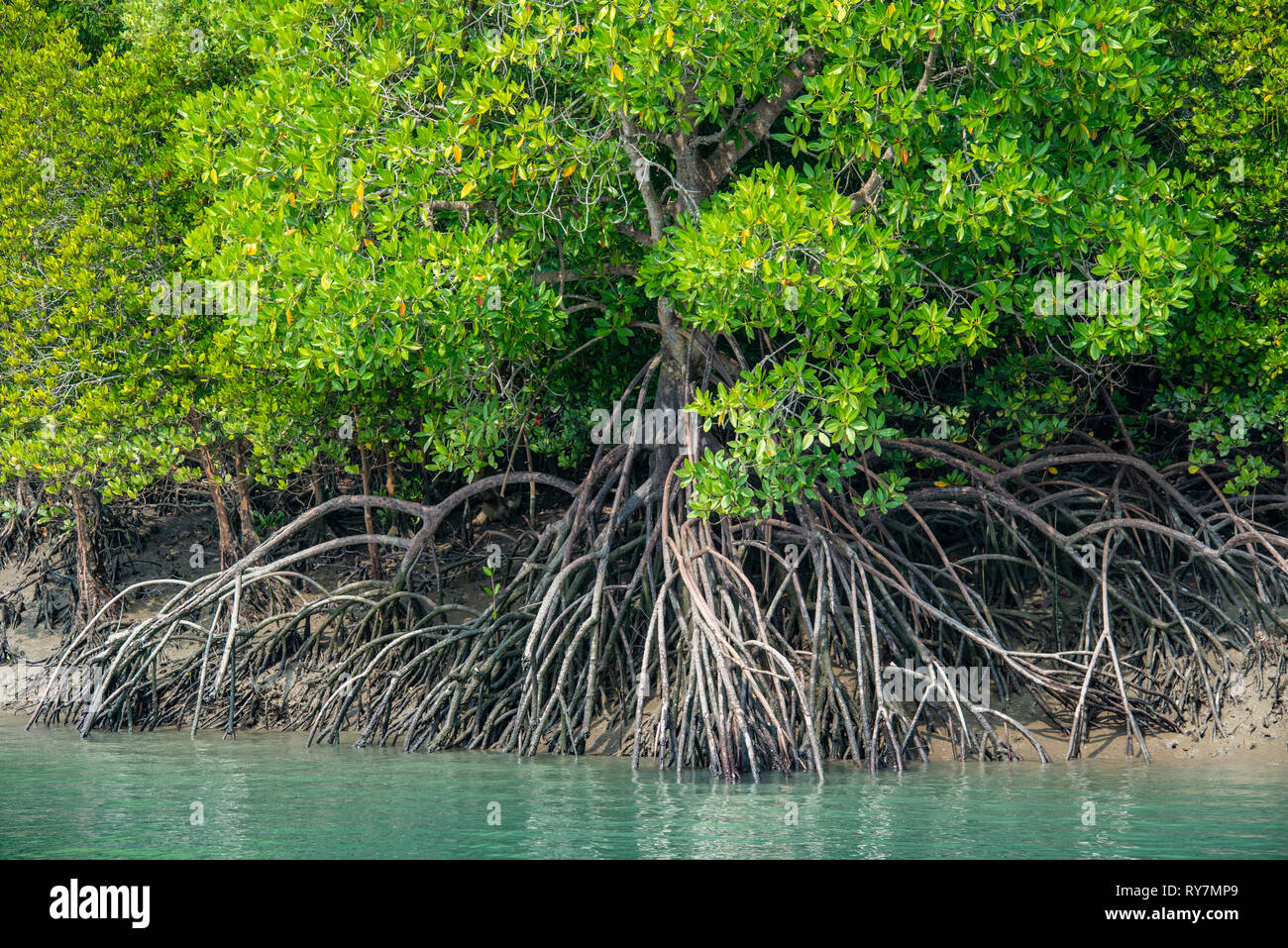 Ganga Brahmaputra Basin Flora Fauna