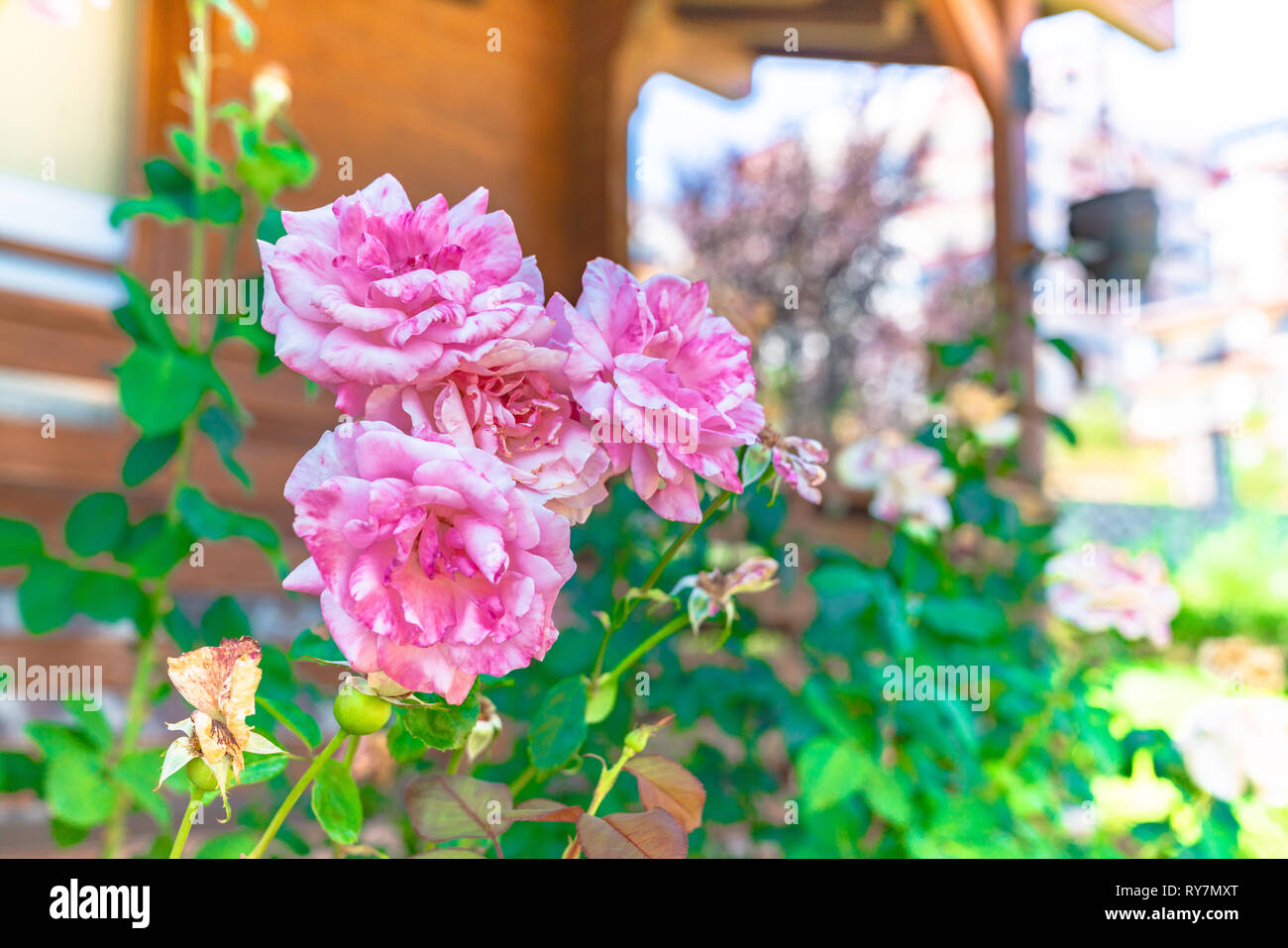 Rose garden standing hi-res stock photography and images - Alamy