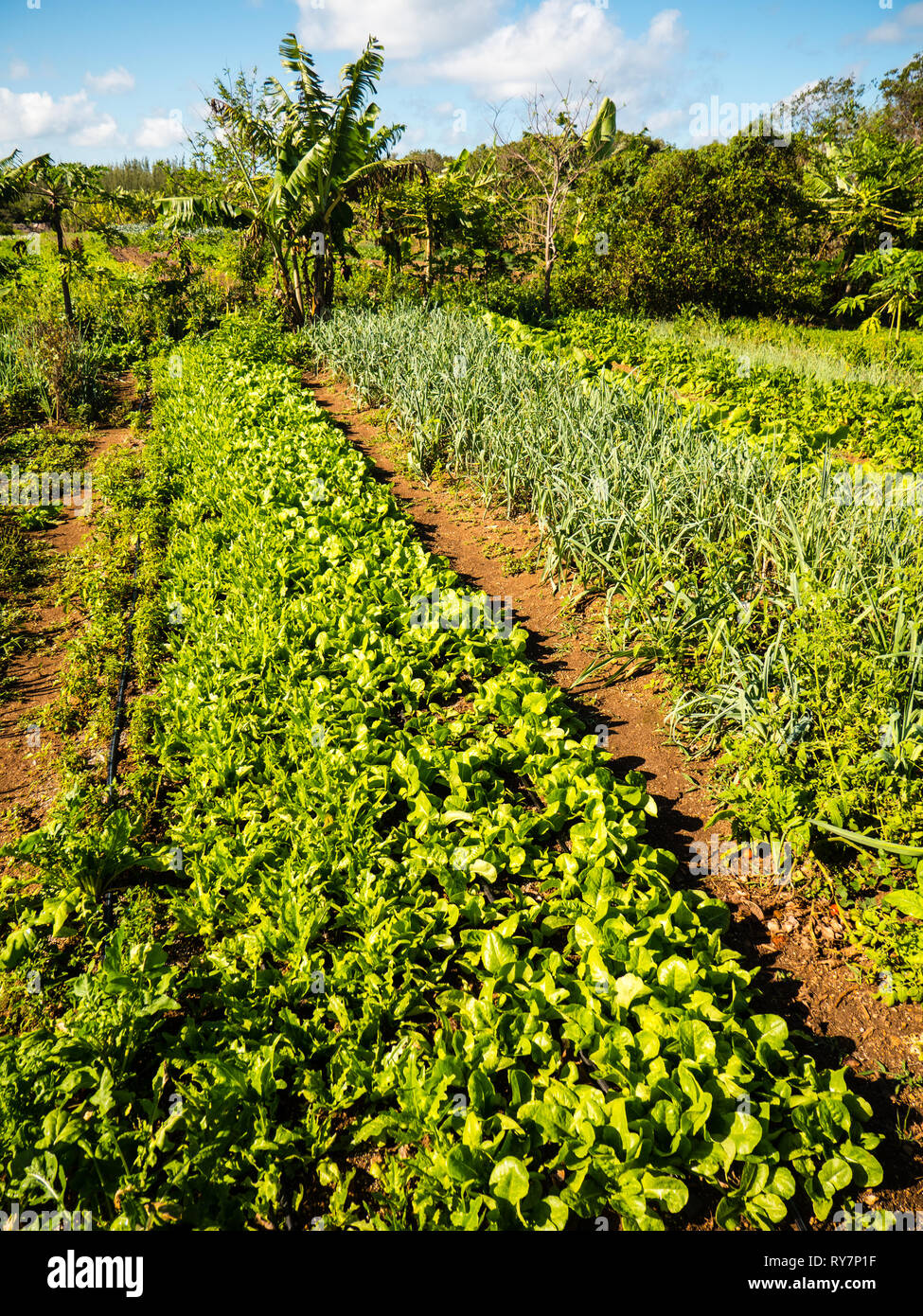 Eleuthera Island Farm, North Palmetto Point, Bahamas, Caribbean Stock ...