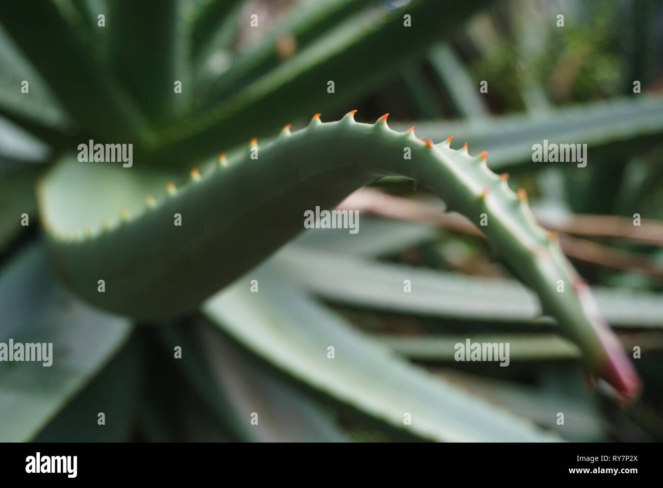 Aloe vera plant close up hi-res stock photography and images - Alamy