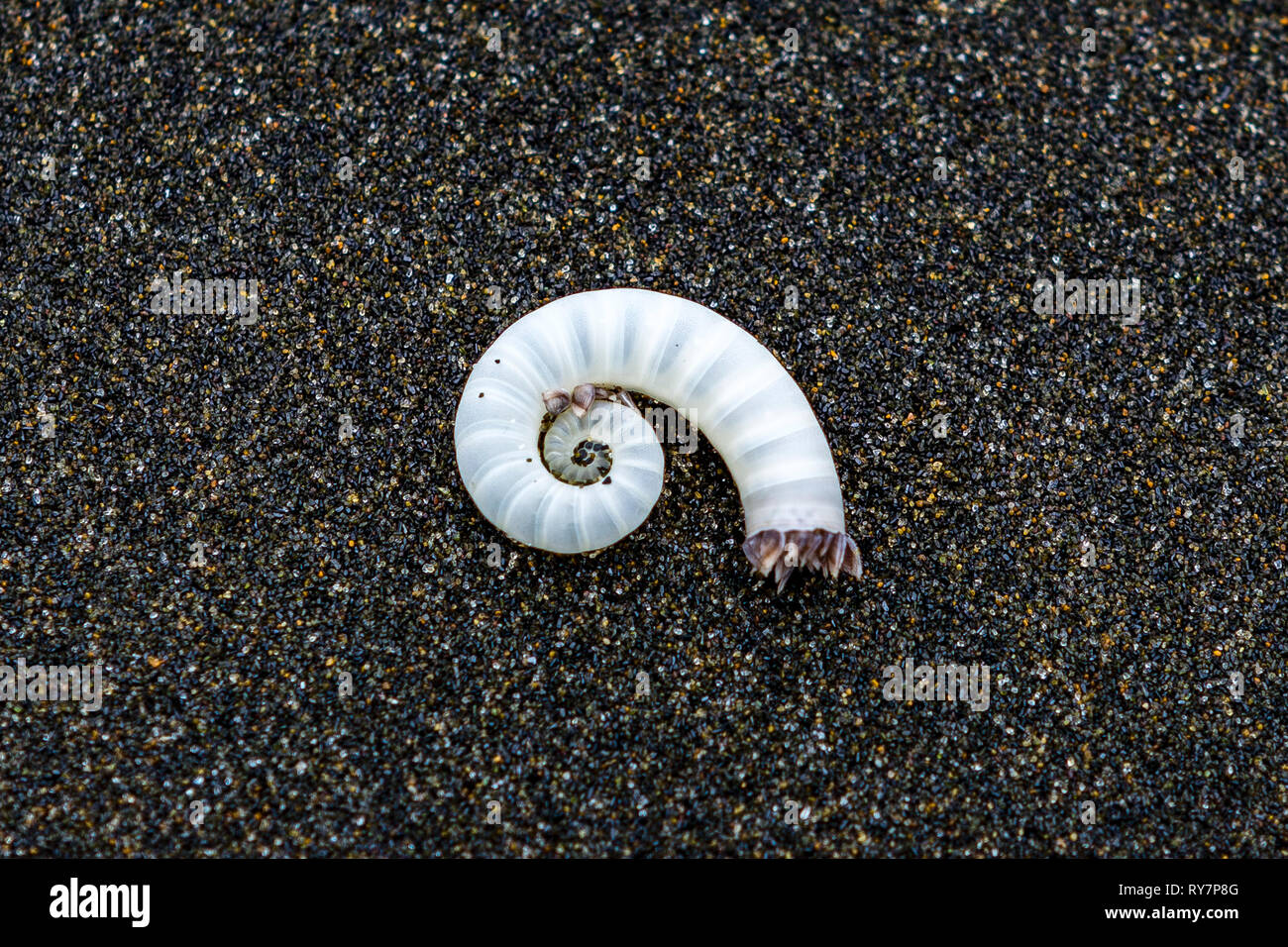 Sea shell on Beach Sand. Close up studio shoot Stock Photo - Alamy