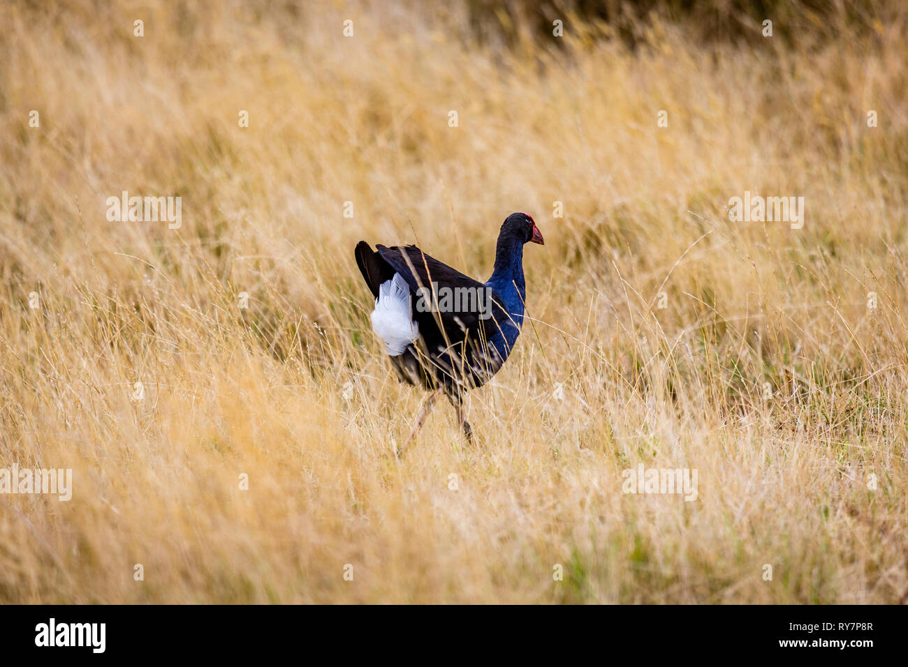 Teal Swamp Hen, New Zealand Pukeko Stock Photo - Alamy