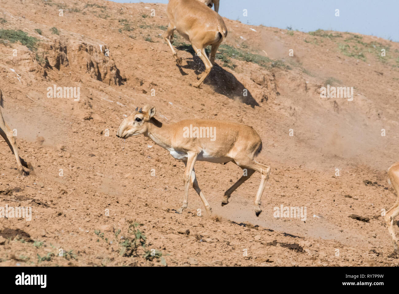 Saiga calf hi-res stock photography and images - Alamy