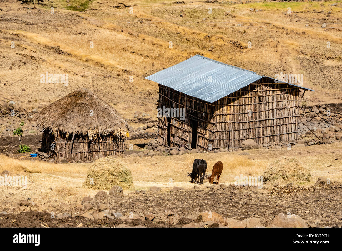 ETHIOPIA, KOMBOLCHA, Typical rural houses with wooden walls ...