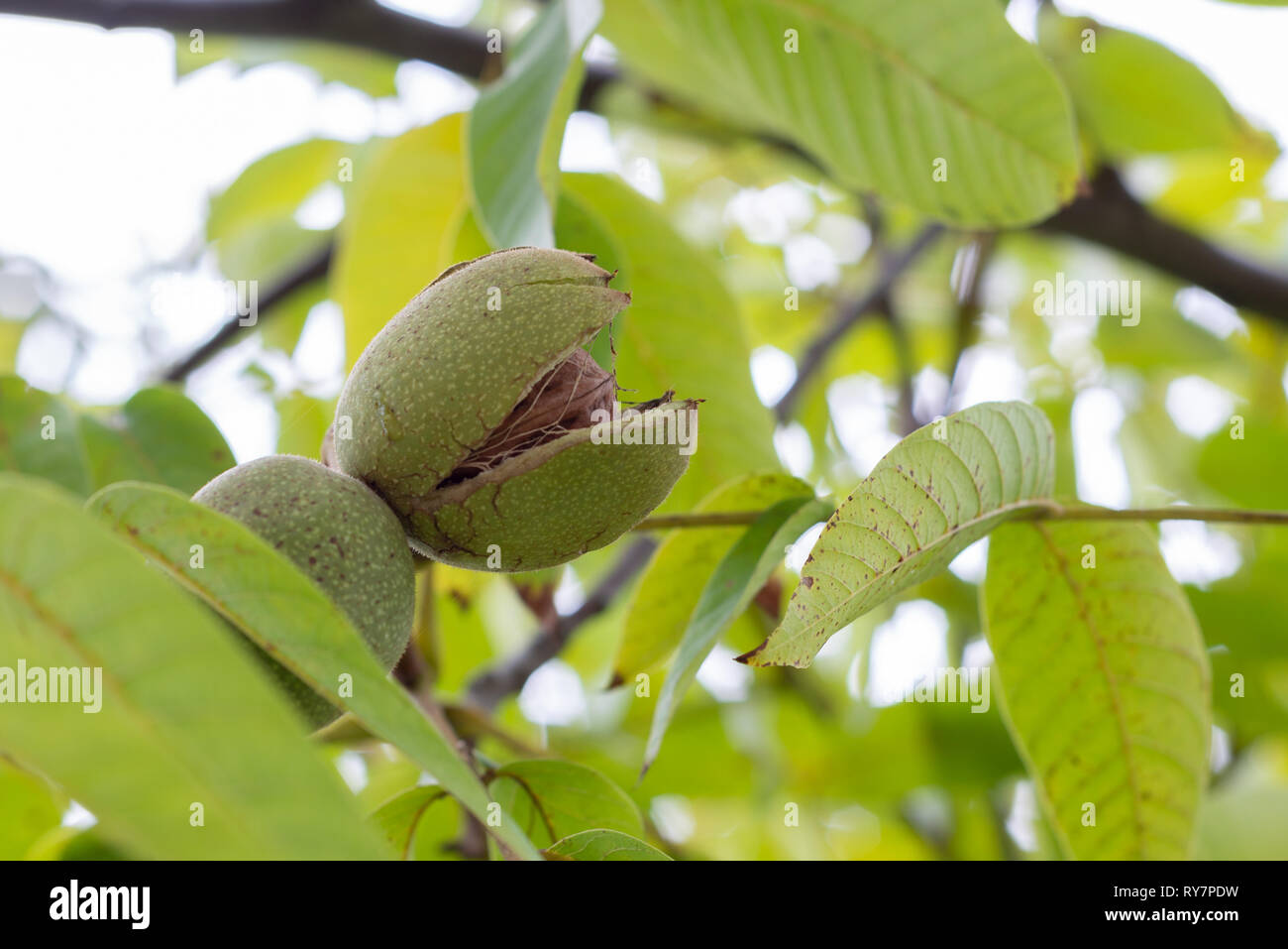 Walnut fruit bursting Stock Photo - Alamy