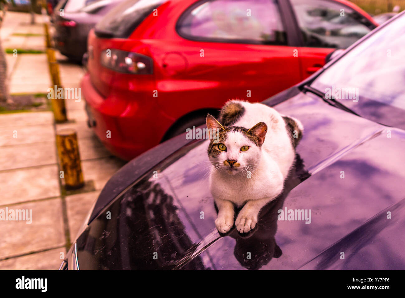 Colorful Cat Laying on a Black Colored Car Closeup View Stock Photo - Alamy