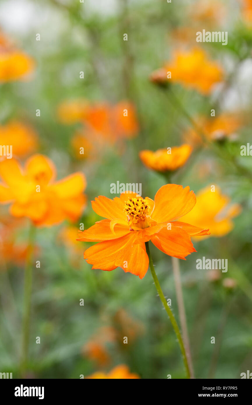 Tango orange hi-res stock photography and images - Alamy