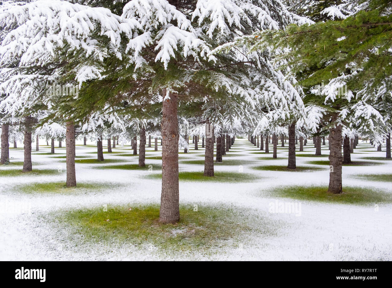 snow on trees Stock Photo - Alamy