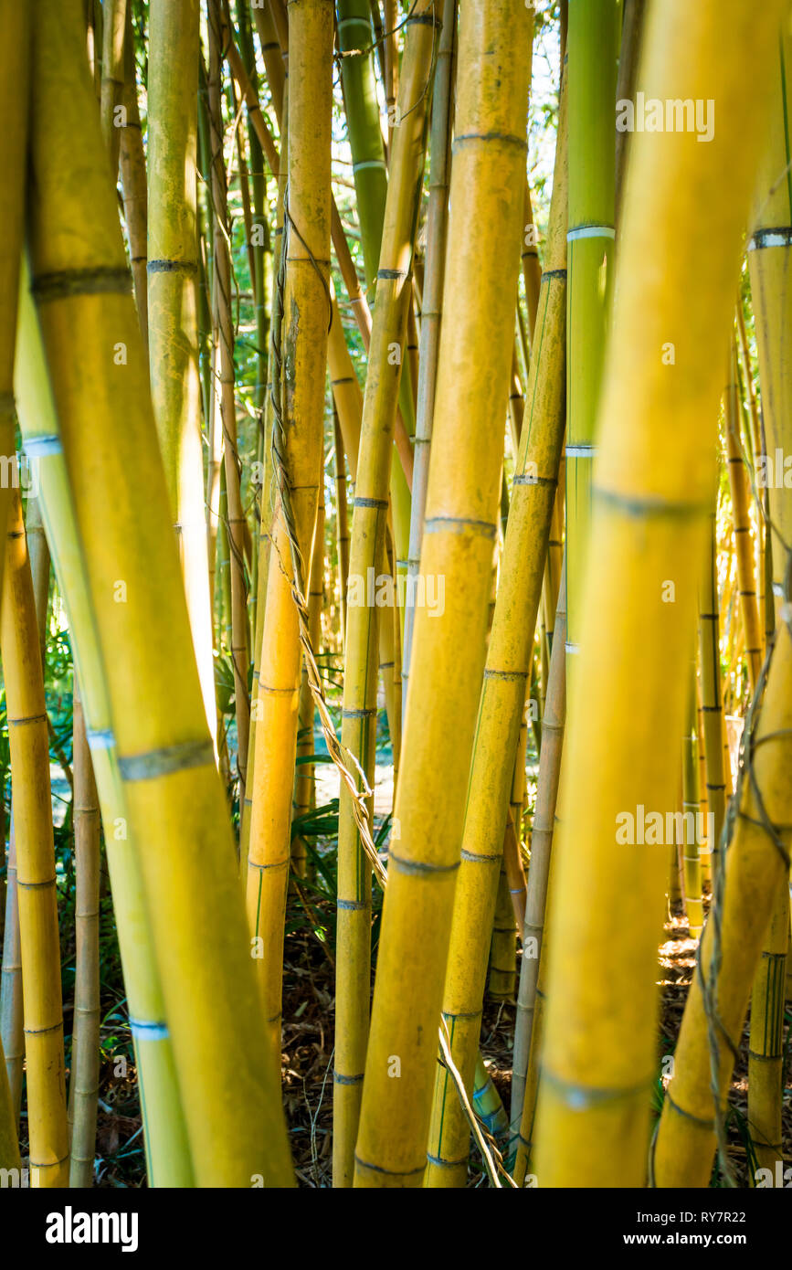 Bamboo forest. Natural background Stock Photo - Alamy