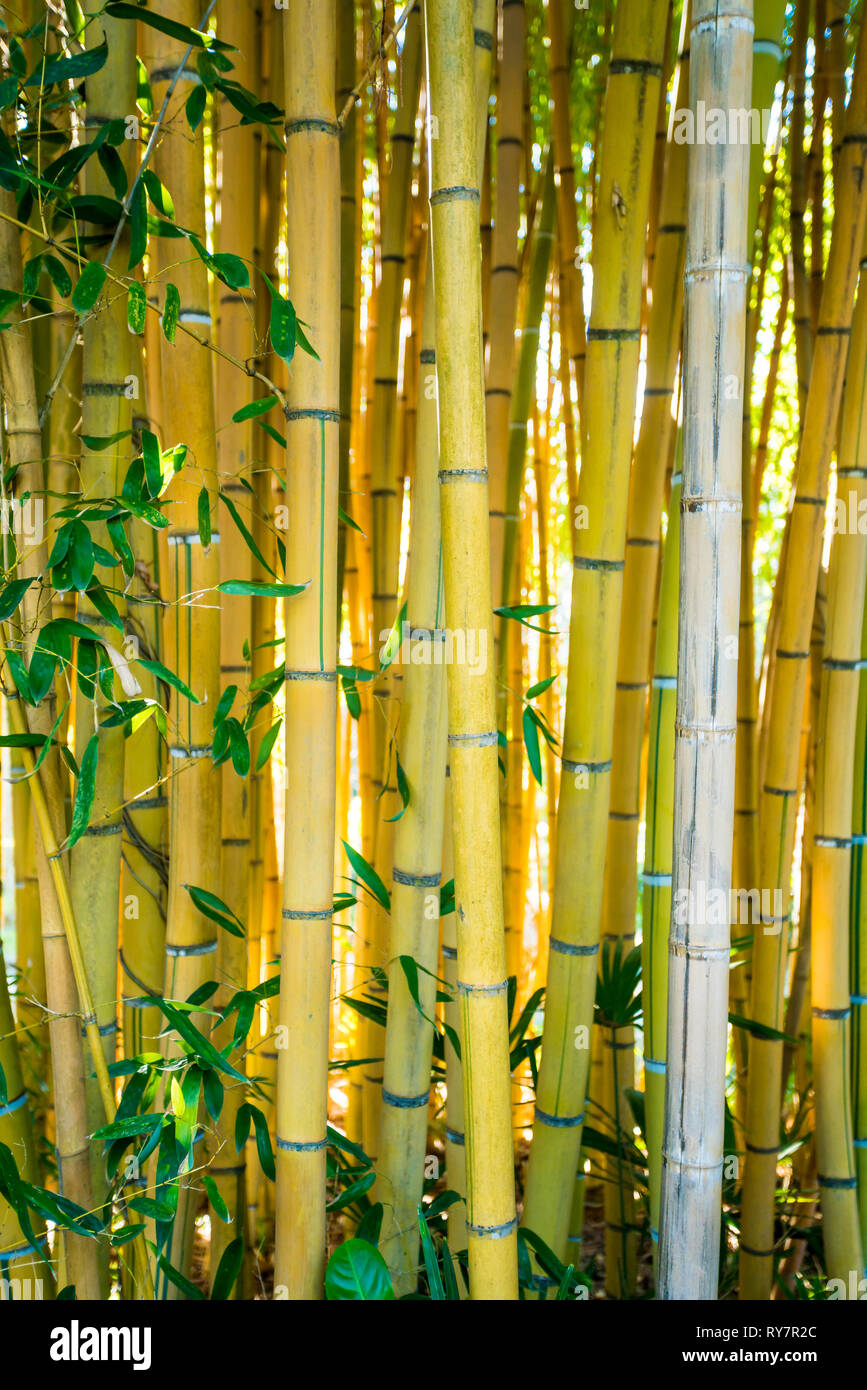 Bamboo forest. Natural background Stock Photo - Alamy