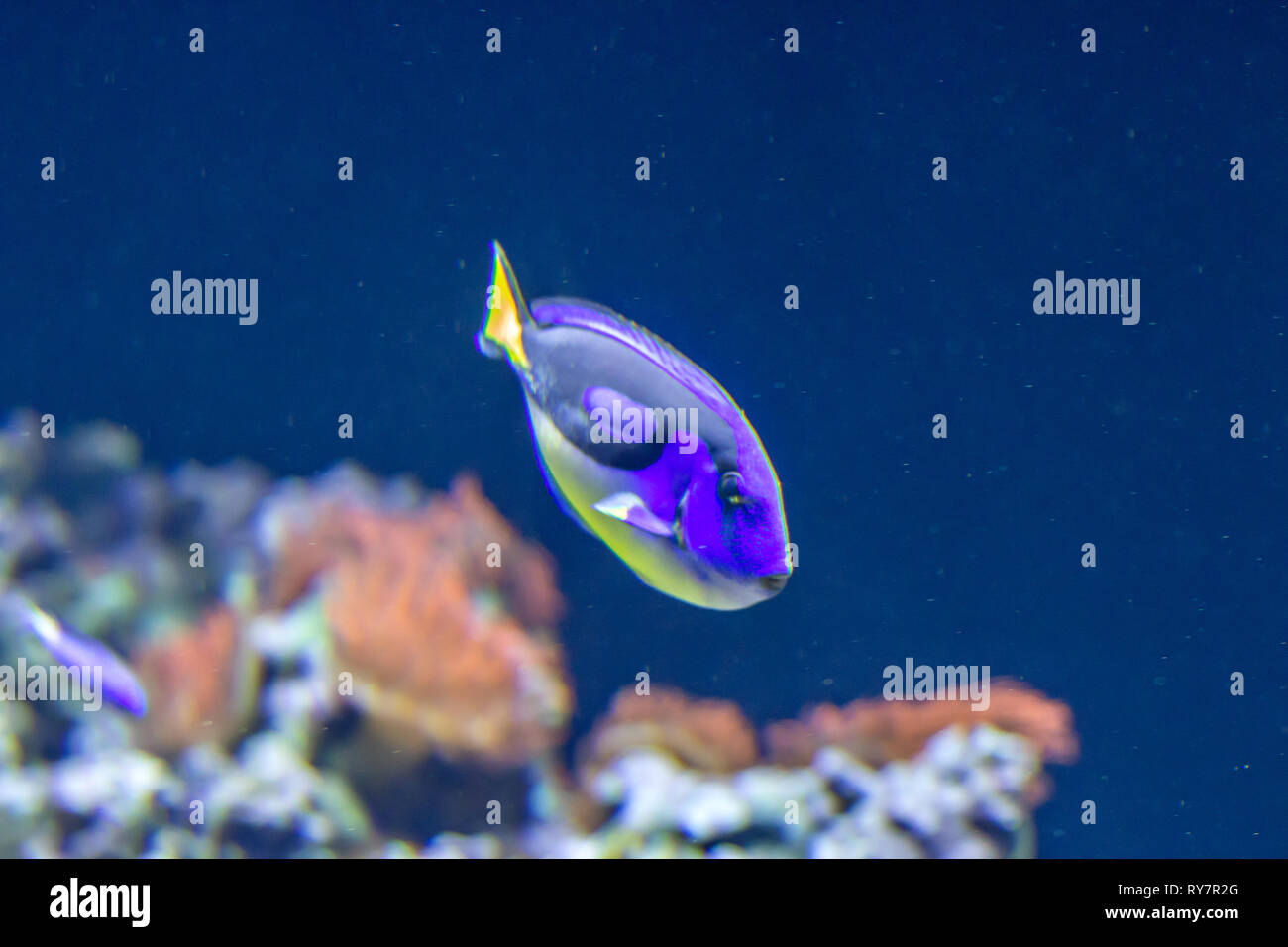 Tropical blue fish, coral, reef Stock Photo - Alamy