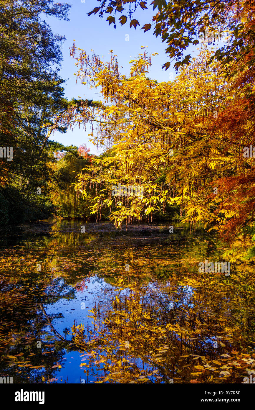 colorful autumn colors in the forest Stock Photo - Alamy