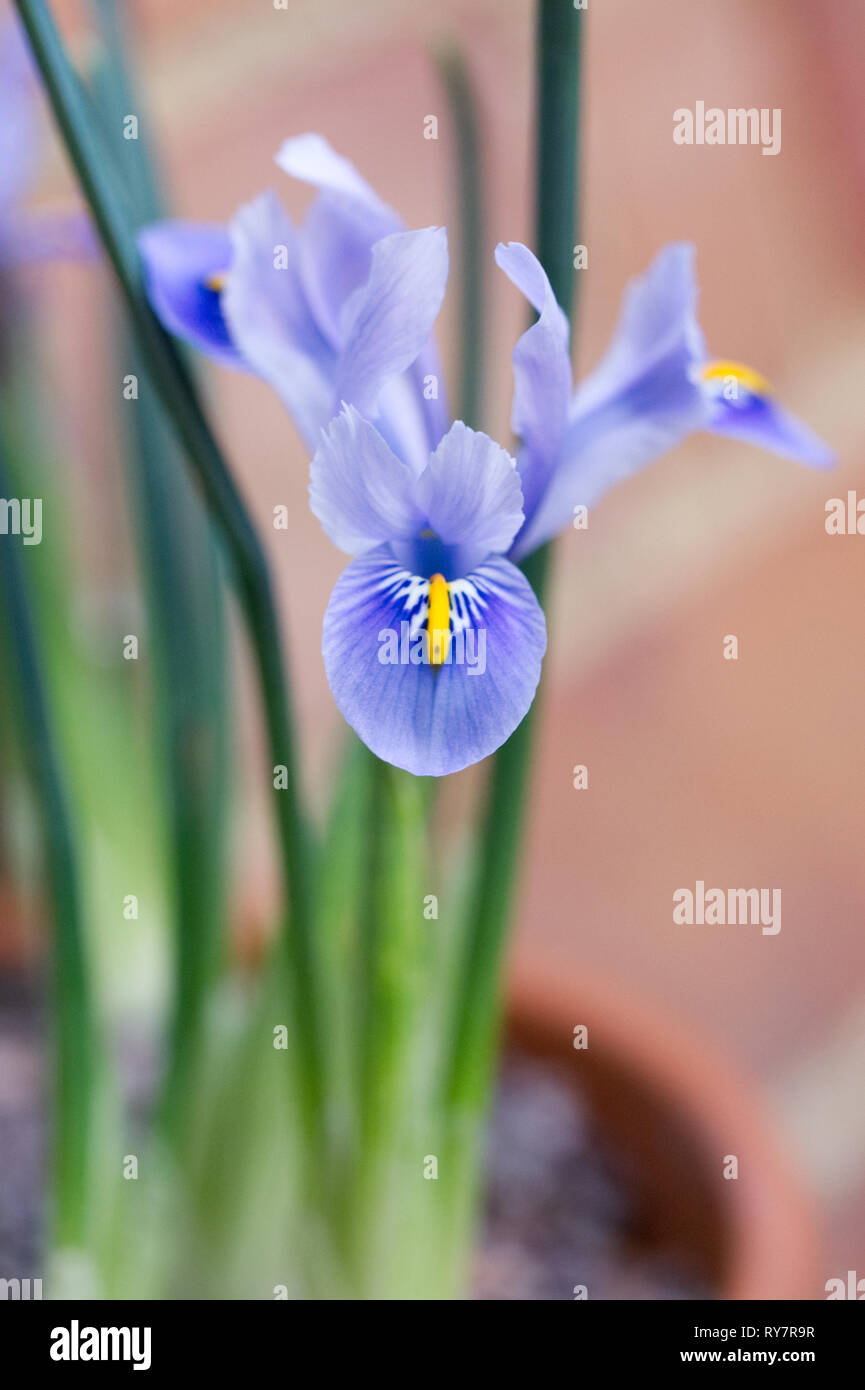 White irises growing in hi-res stock photography and images - Alamy