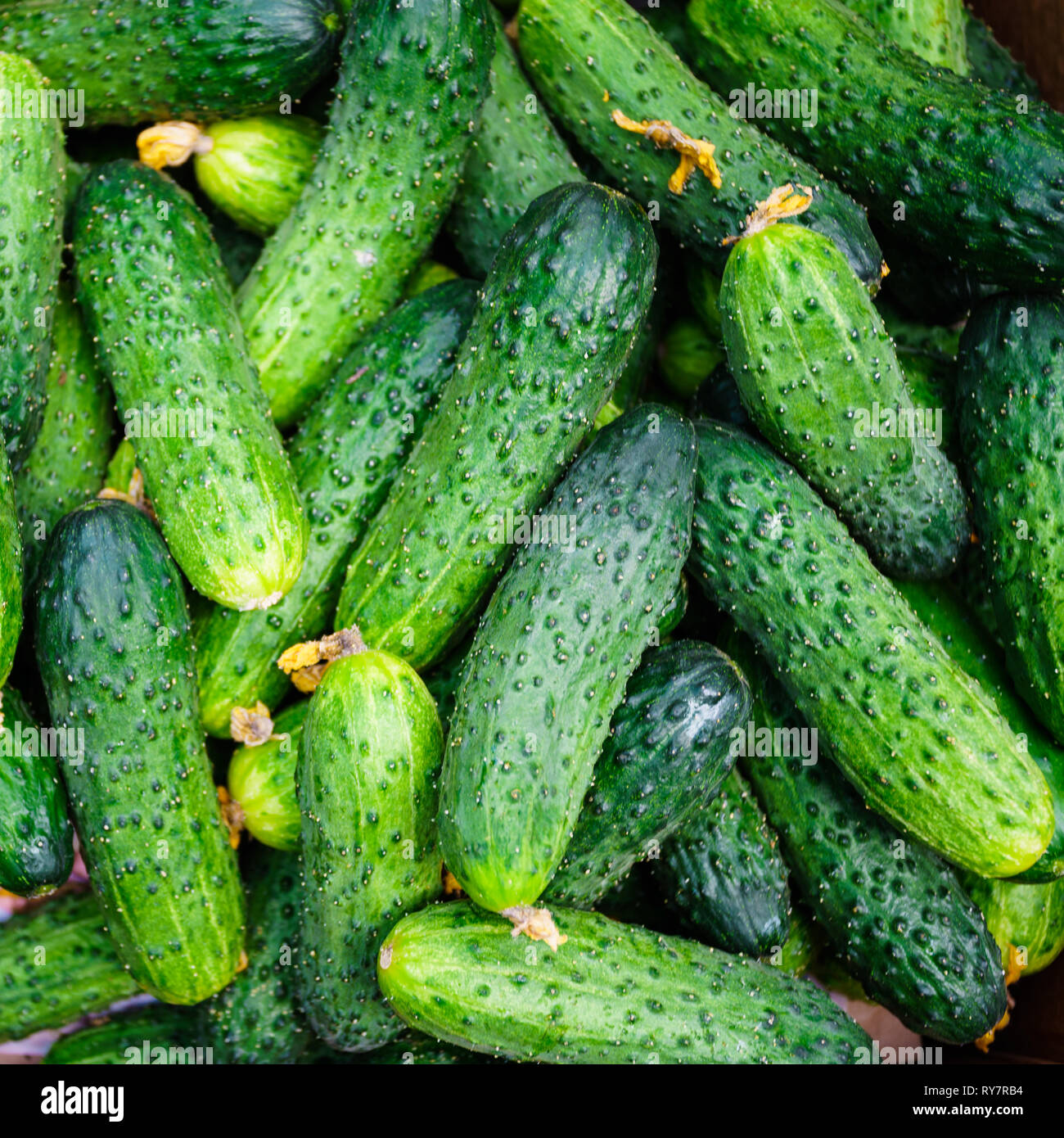 Fresh green cucumber. Cucumber background Stock Photo - Alamy