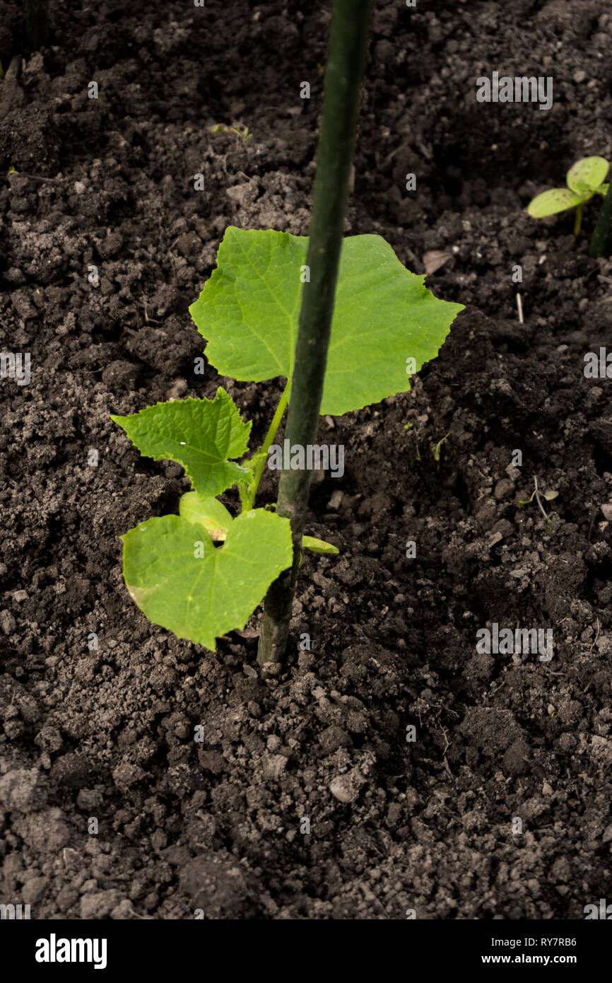Commercial cucumber growing hi-res stock photography and images - Alamy
