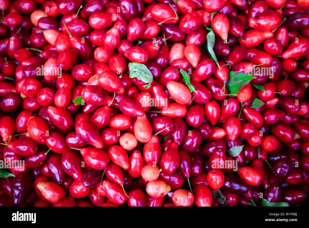 dogwood berry background. dogberry Stock Photo - Alamy