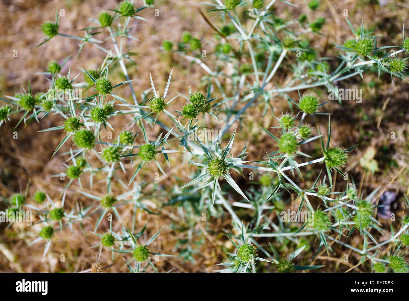 Dry prickly plant as a background Stock Photo - Alamy