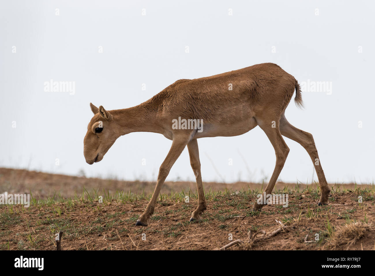 Saiga female. Saiga tatarica is listed in the Red Book, Chyornye Zemli ...