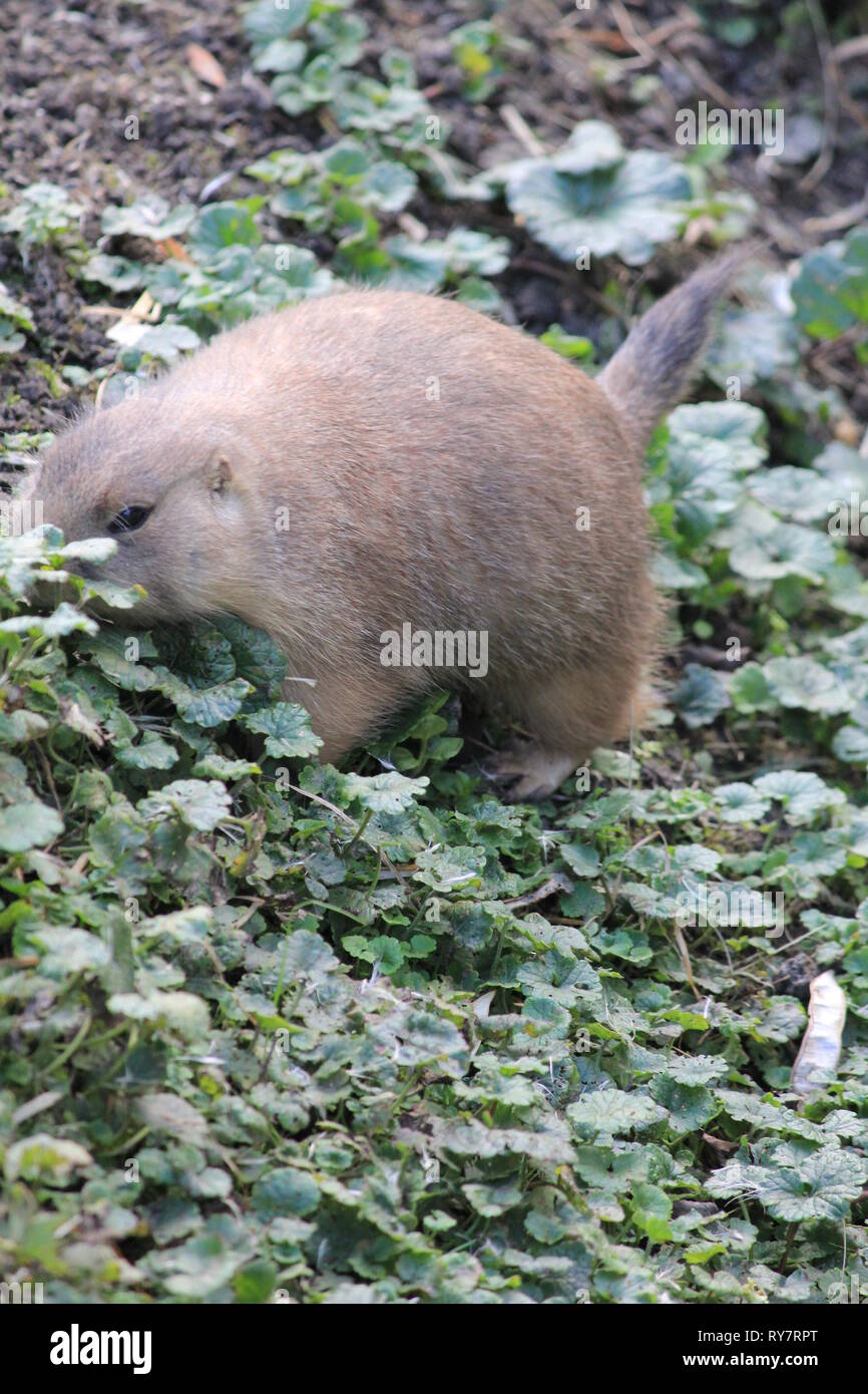 Middle colonies climate hi-res stock photography and images - Alamy