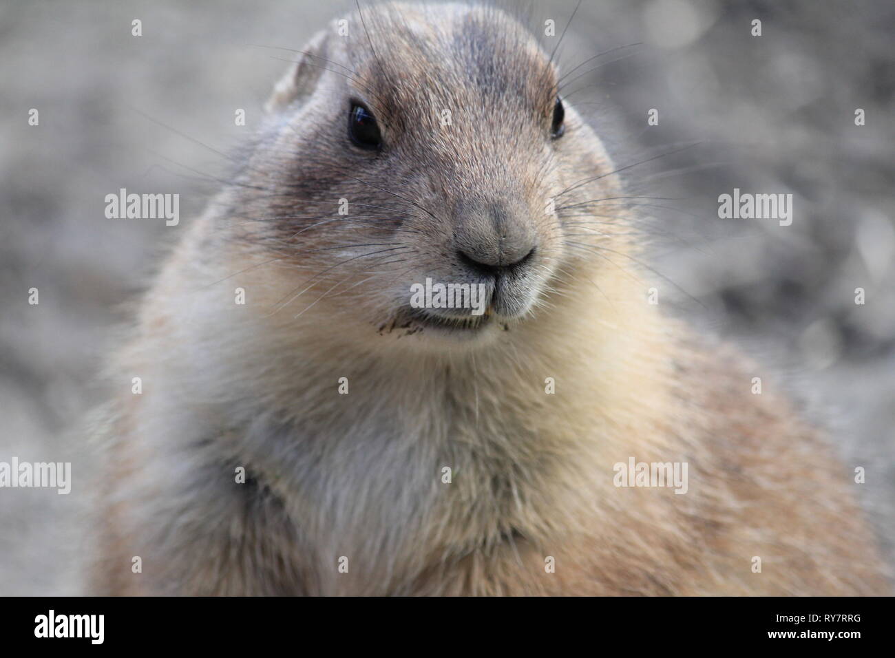 Puff tail hi-res stock photography and images - Alamy