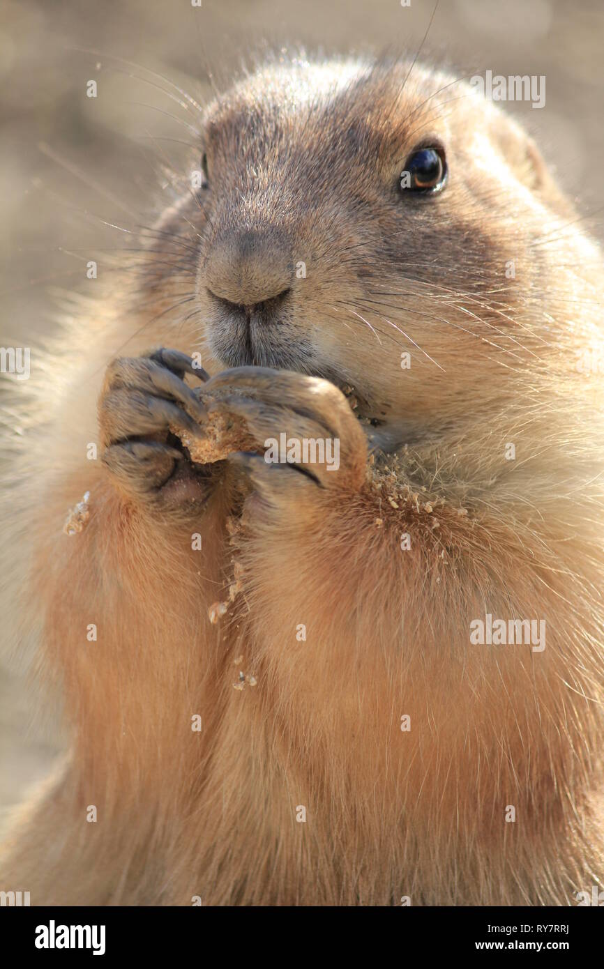 Vocal signals hi-res stock photography and images - Alamy