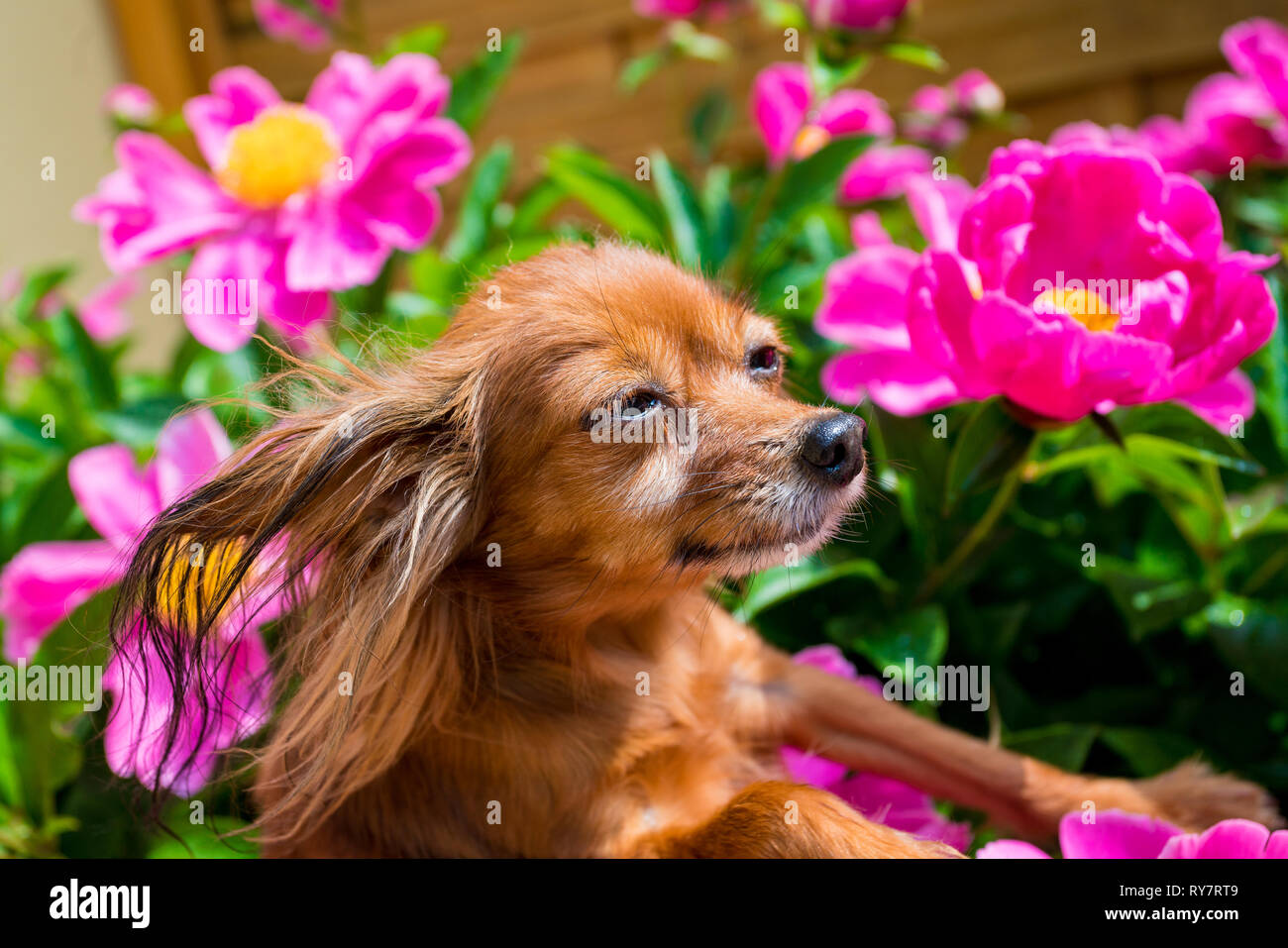 Happy Dog in the Sun Stock Photo - Alamy