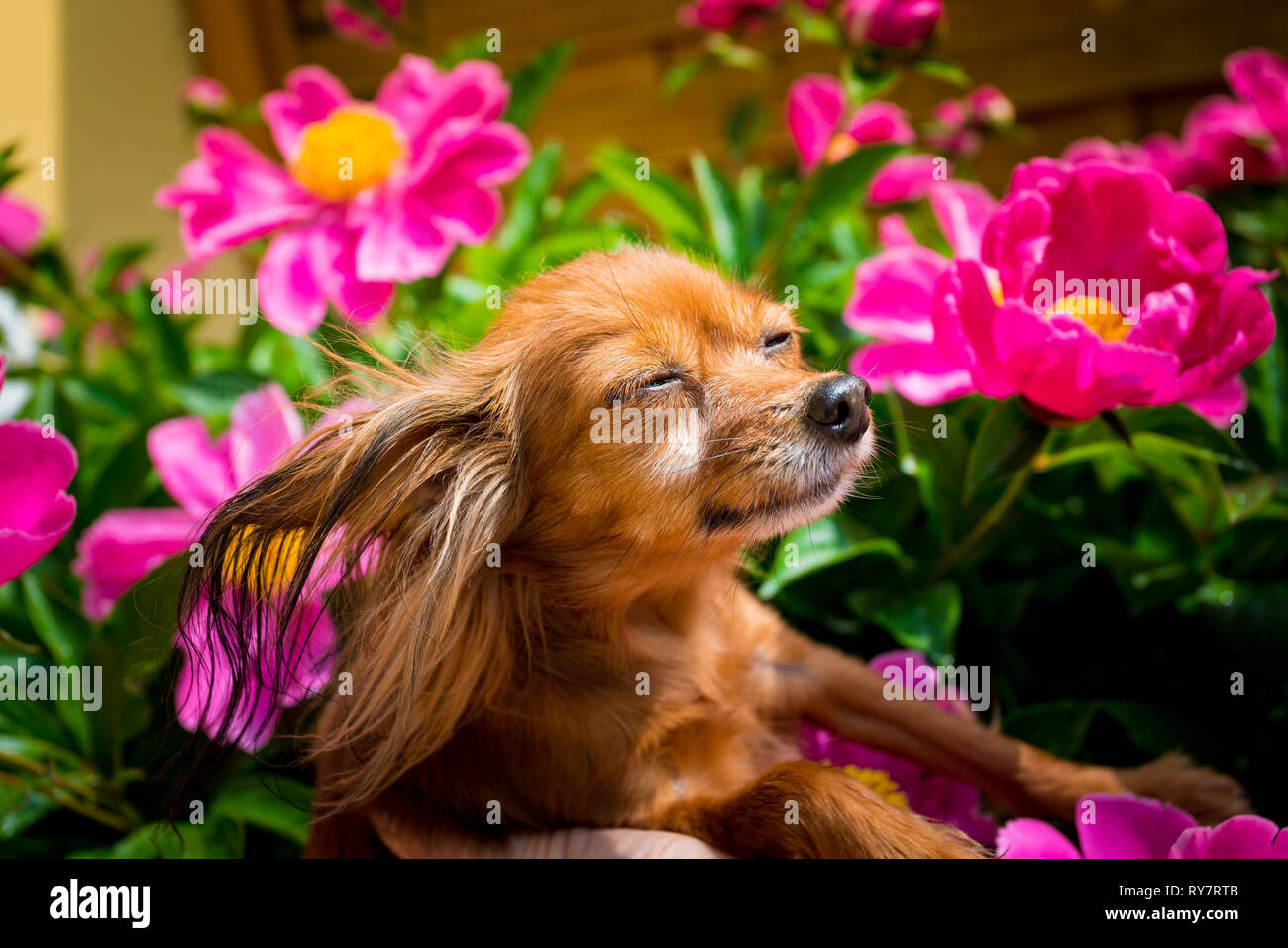 Happy Dog in the Sun Stock Photo - Alamy