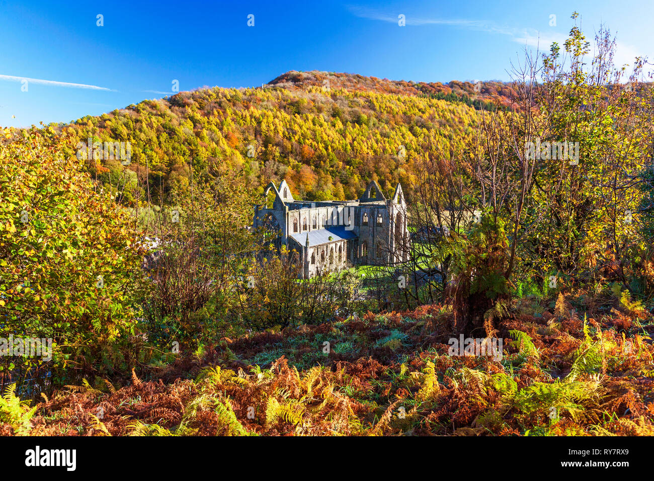Tintern Abbey Autumn Stock Photos & Tintern Abbey Autumn Stock Images ...