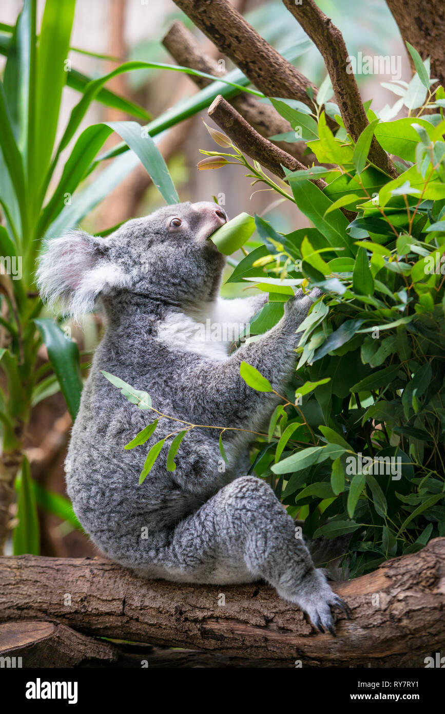 Koala on a branch of eucalyptus tree Stock Photo - Alamy