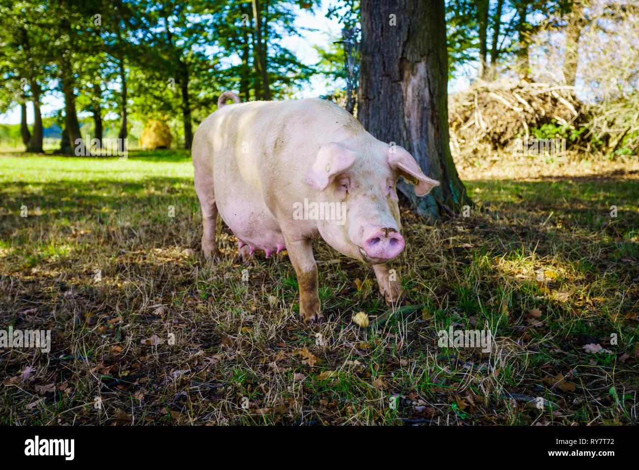 pig eats grass in a meadow Stock Photo - Alamy