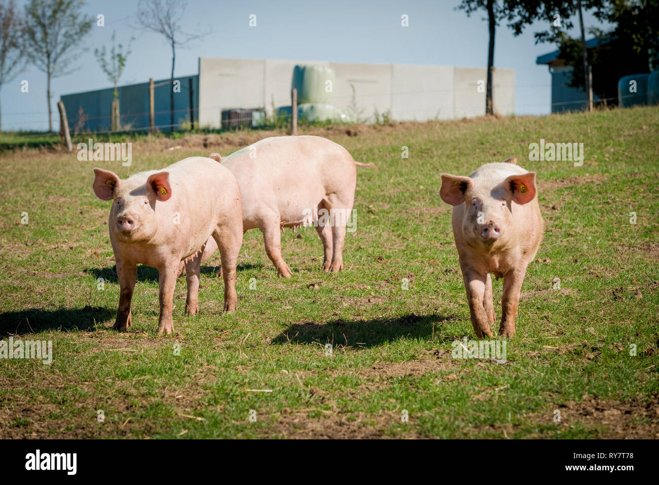 Two pigs barn farm hi-res stock photography and images - Alamy