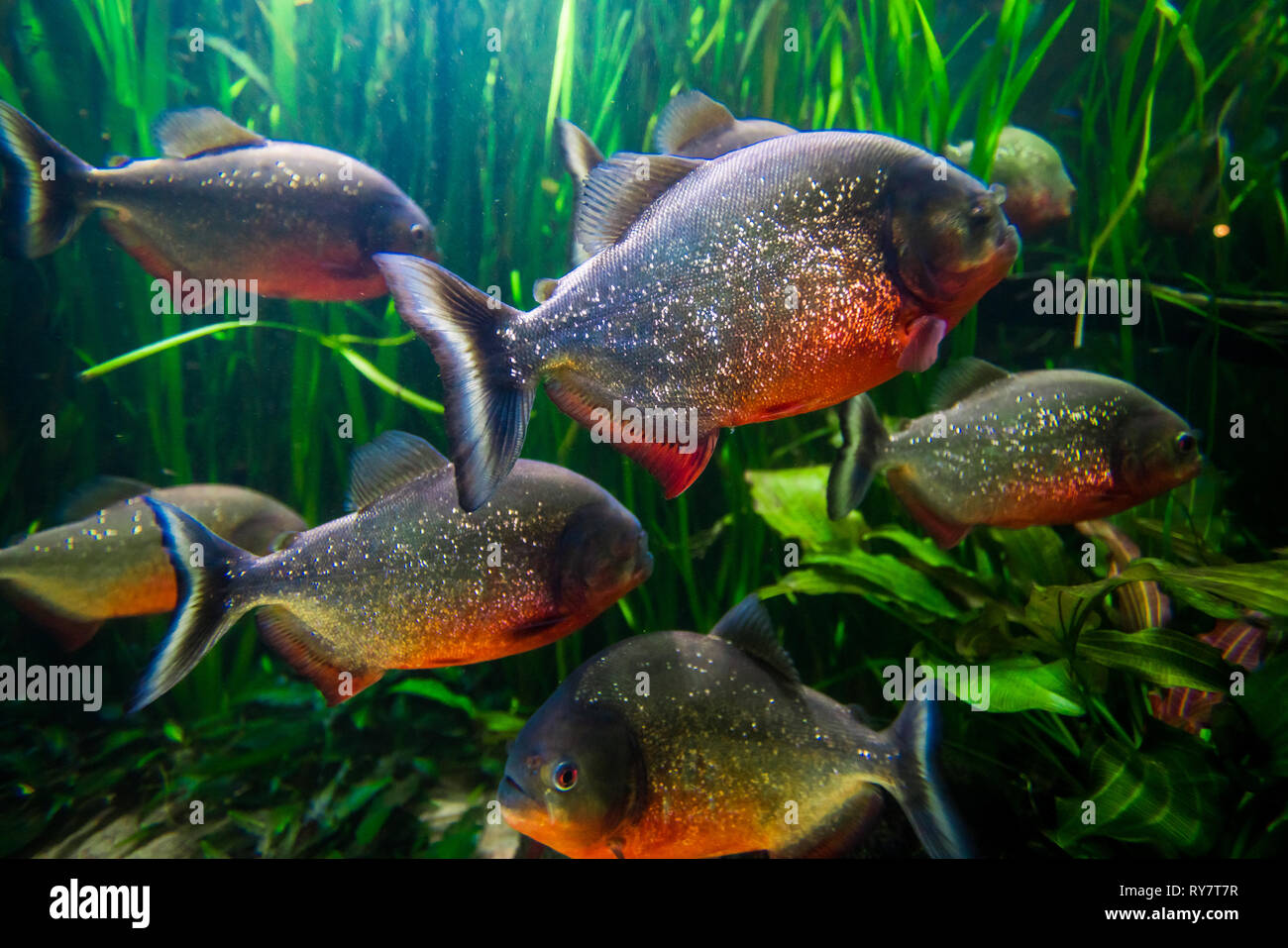 piranha fish underwater close up portrait Stock Photo - Alamy