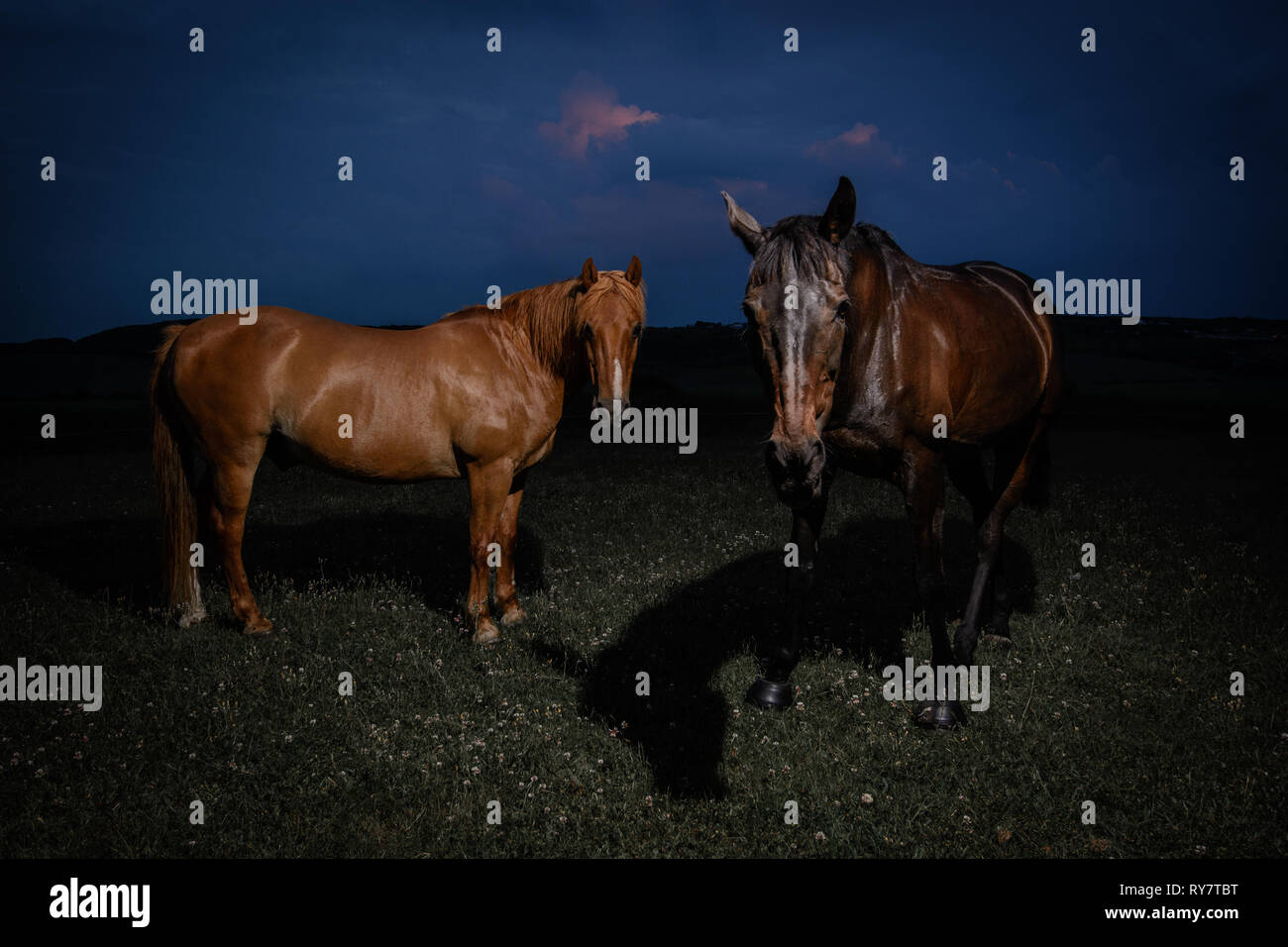 Horse & pony in a field at night Stock Photo - Alamy