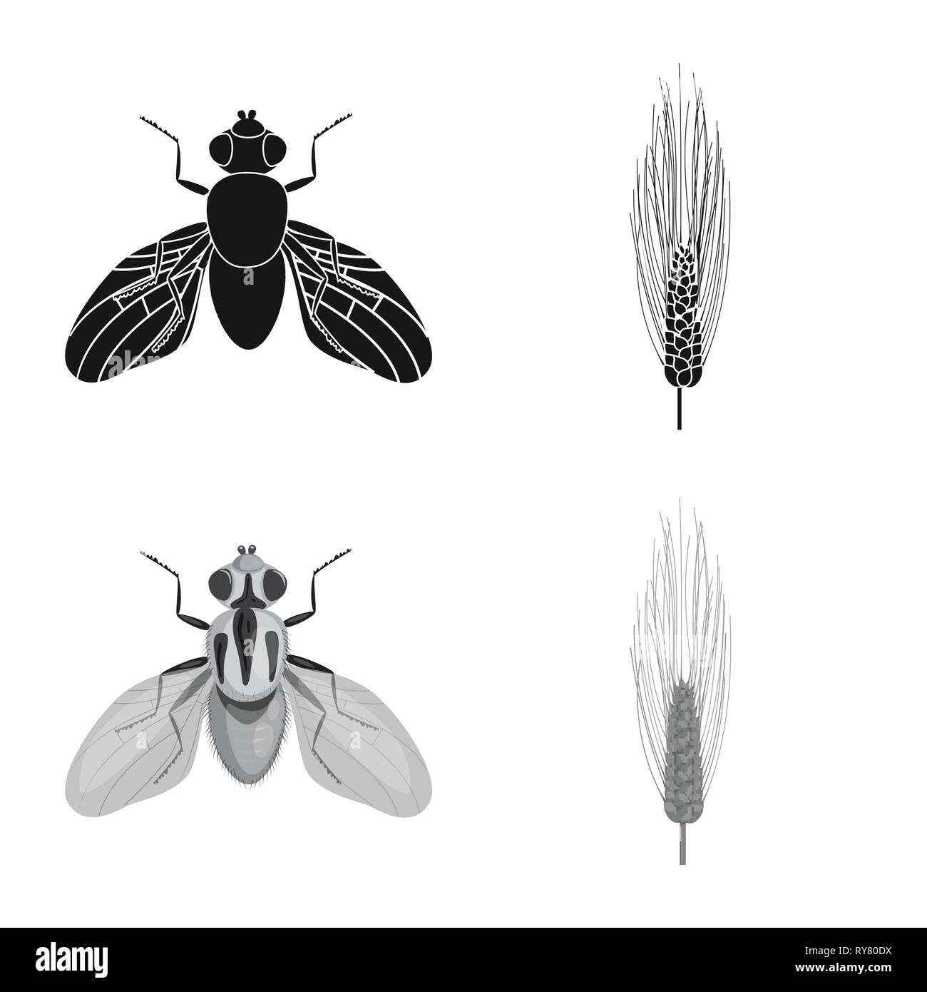 Wheat pest Stock Vector Images - Alamy
