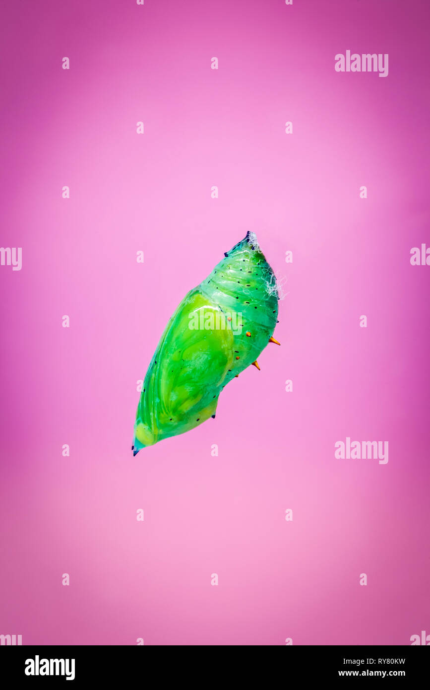 Pupa Shell High Resolution Stock Photography and Images - Alamy