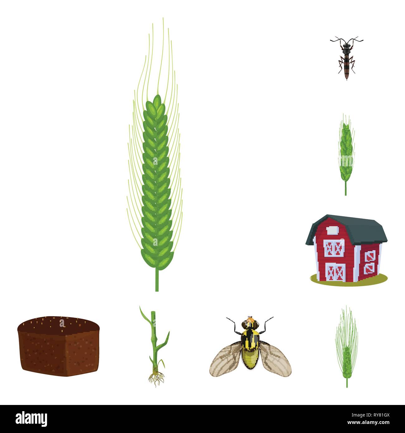 fly,spring,granary,bread,stem,barley,winter,insect,spike,building,root ...