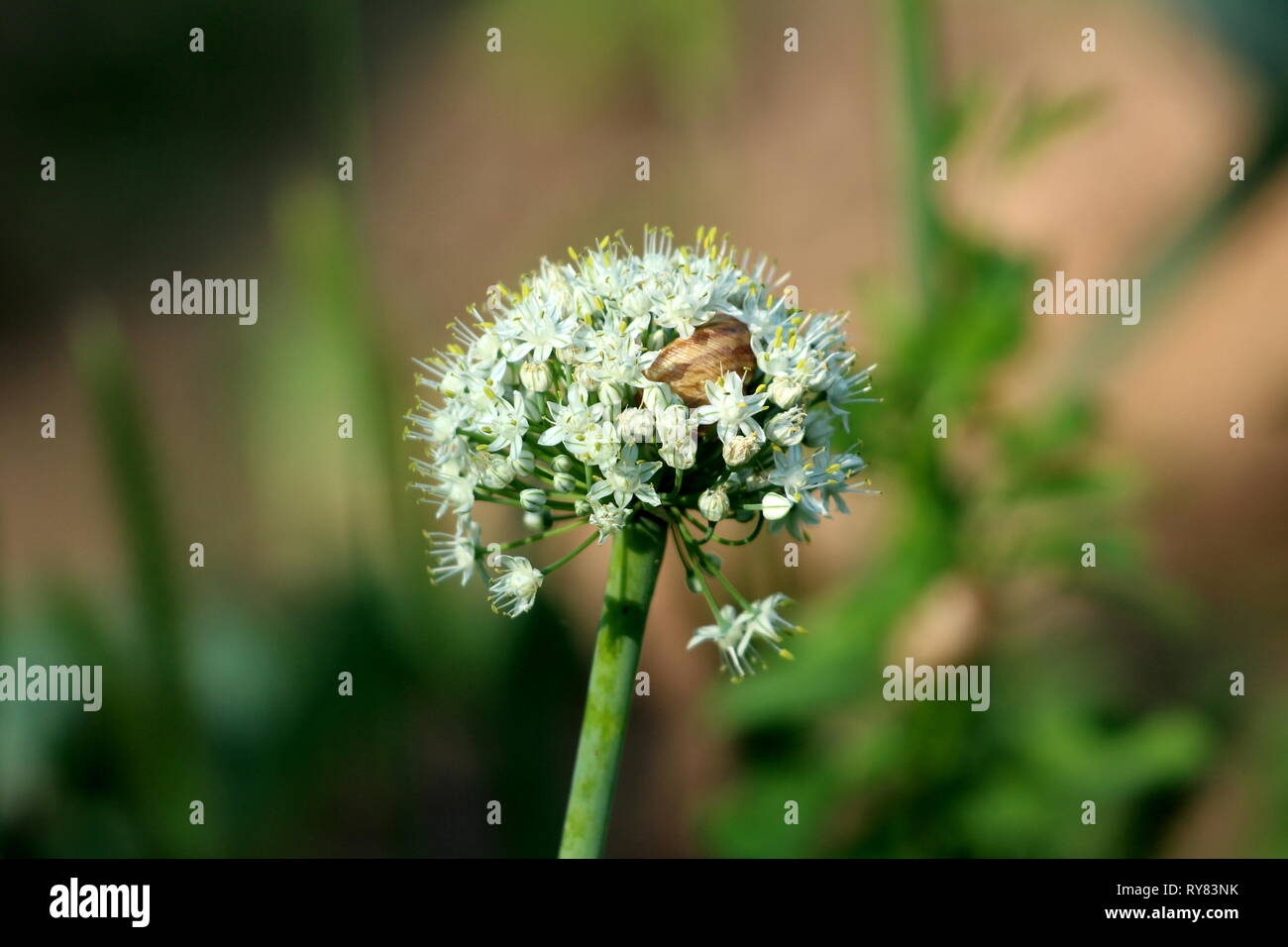 Photos Inside Of Stem Flowers