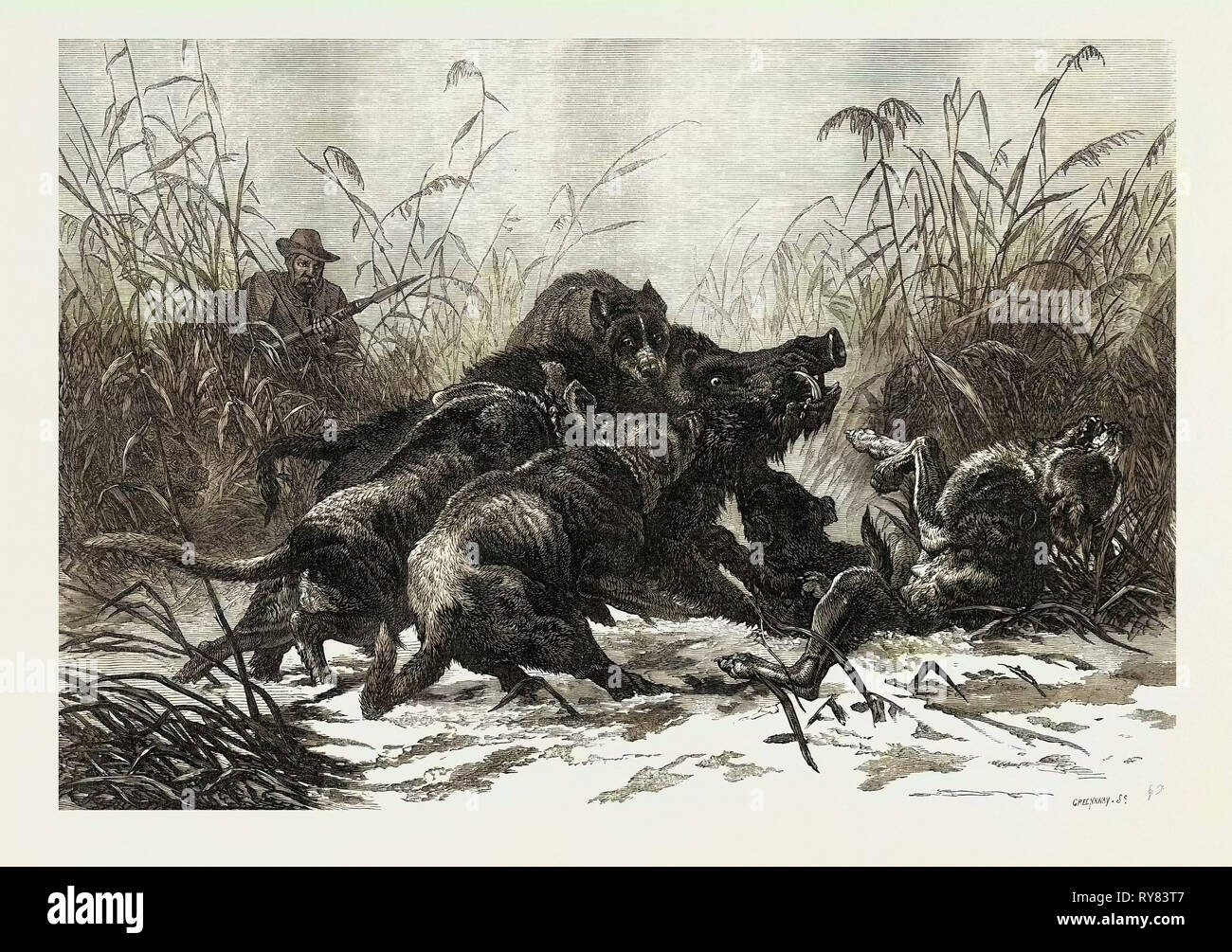 A Boar Hunt Stock Photo - Alamy
