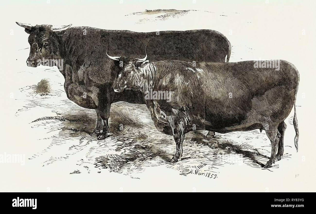 Prize bull hi-res stock photography and images - Alamy