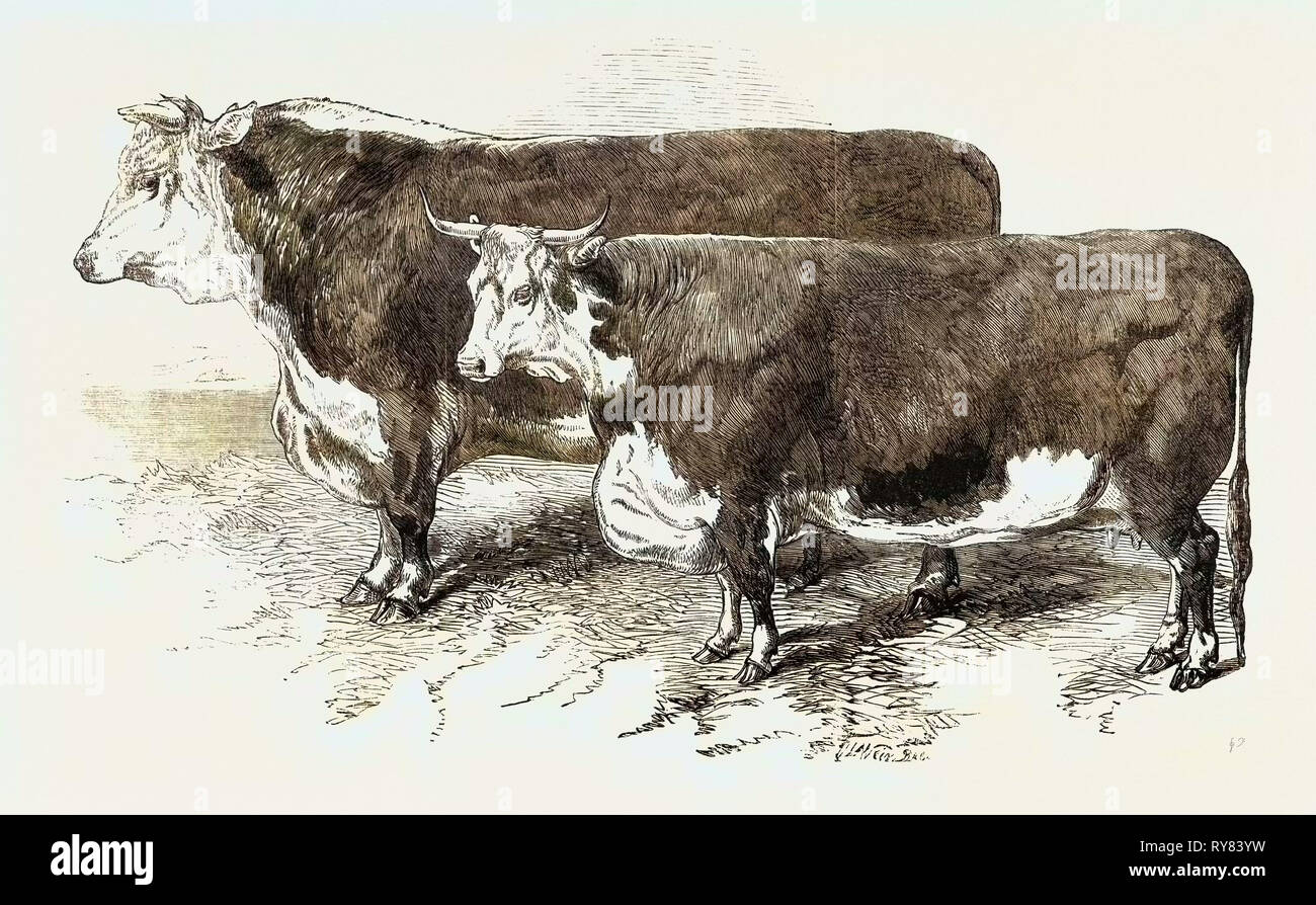 Meeting of the Royal Agricultural Society at Salisbury: Herefords No ...