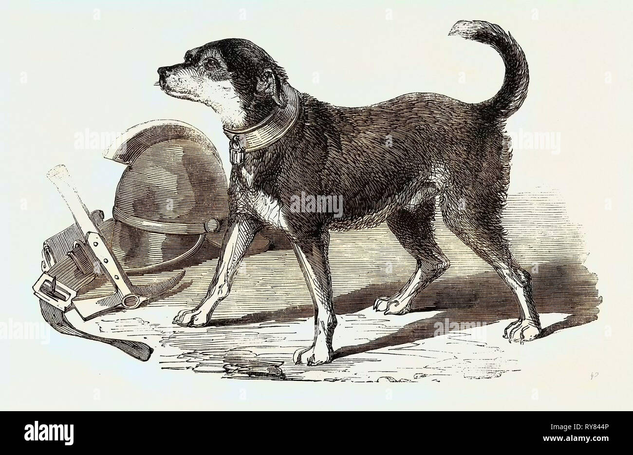 Division canine unit hi-res stock photography and images - Alamy