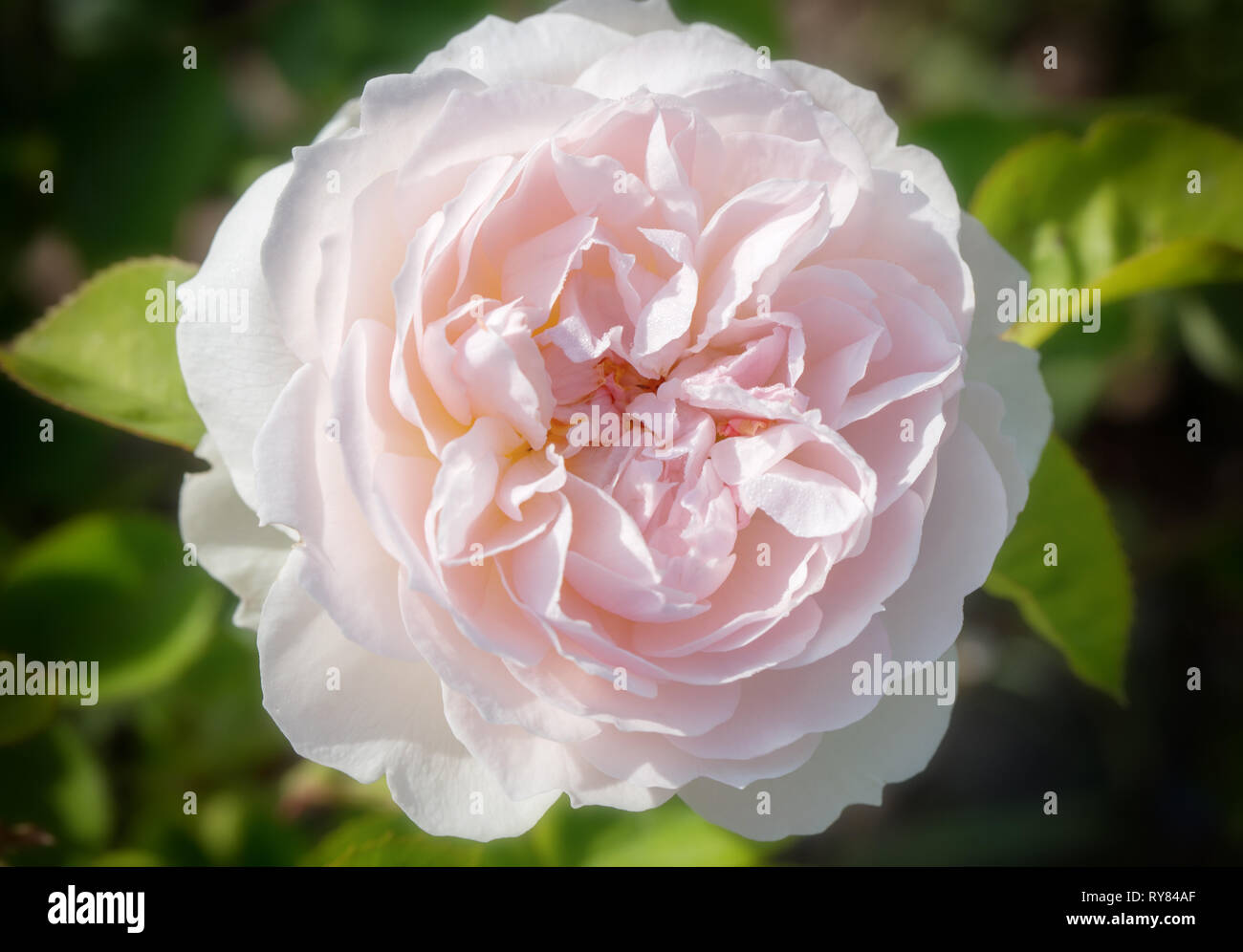 Rose gentle hermione hi-res stock photography and images - Alamy