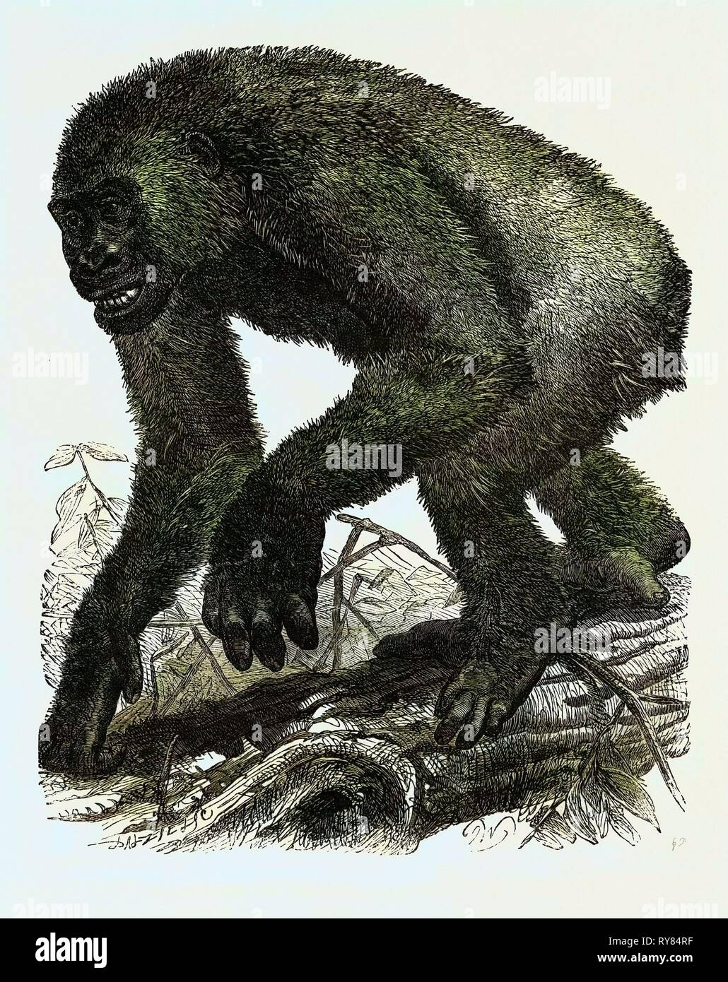 Gorilla engraving hi-res stock photography and images - Alamy